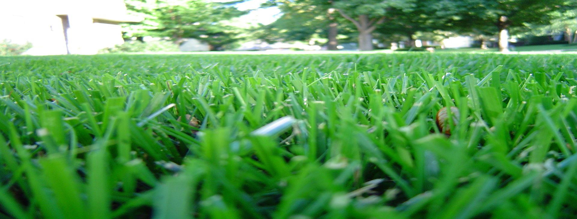 True Turf Lawn